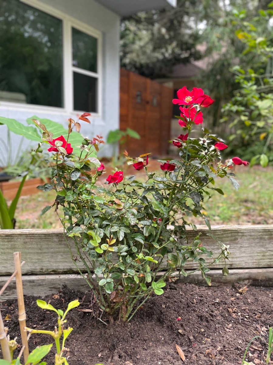 Brick House Roses Are Mighty Mighty – Keane & Coastal