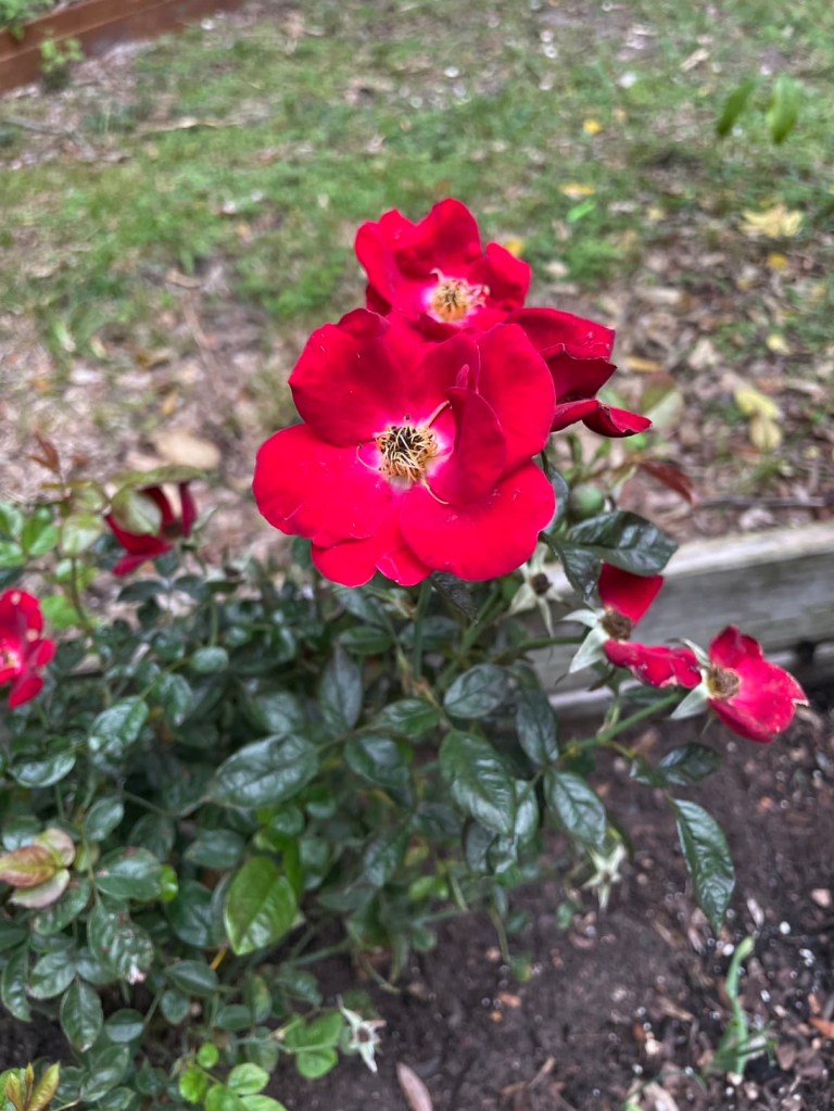 Brick House Roses Are Mighty Mighty – Keane & Coastal