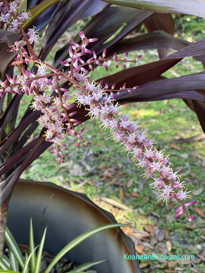 Tropical Beauty: Hawaiian Ti Plant Care, Growth and Propagating – Keane ...