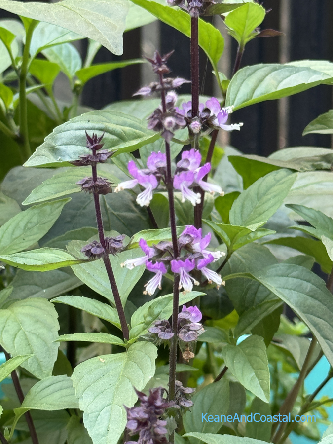 Exploring the Vibrant Flavor of Thai Basil – Keane & Coastal