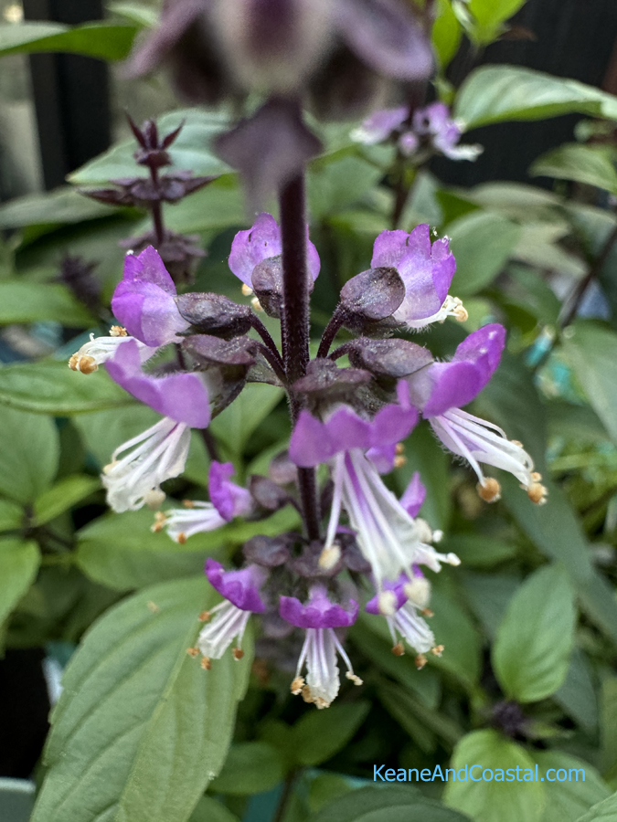 Exploring the Vibrant Flavor of Thai Basil – Keane & Coastal