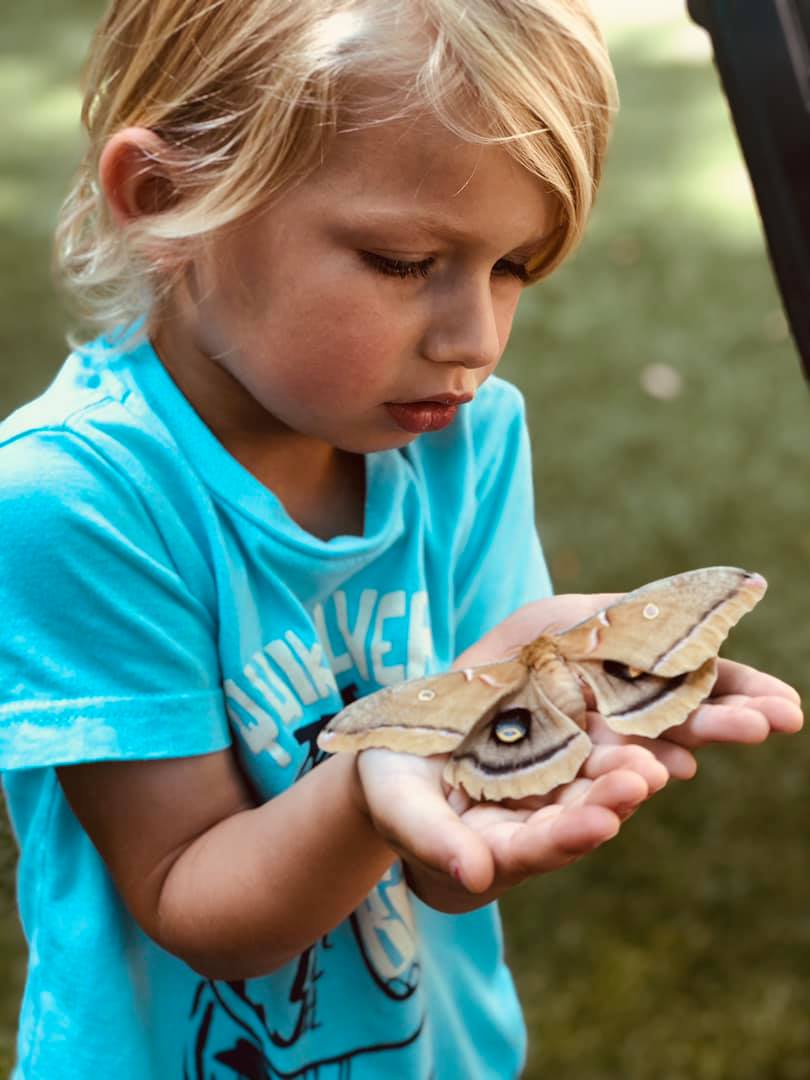 What is that Giant Brown Moth? – Keane & Coastal