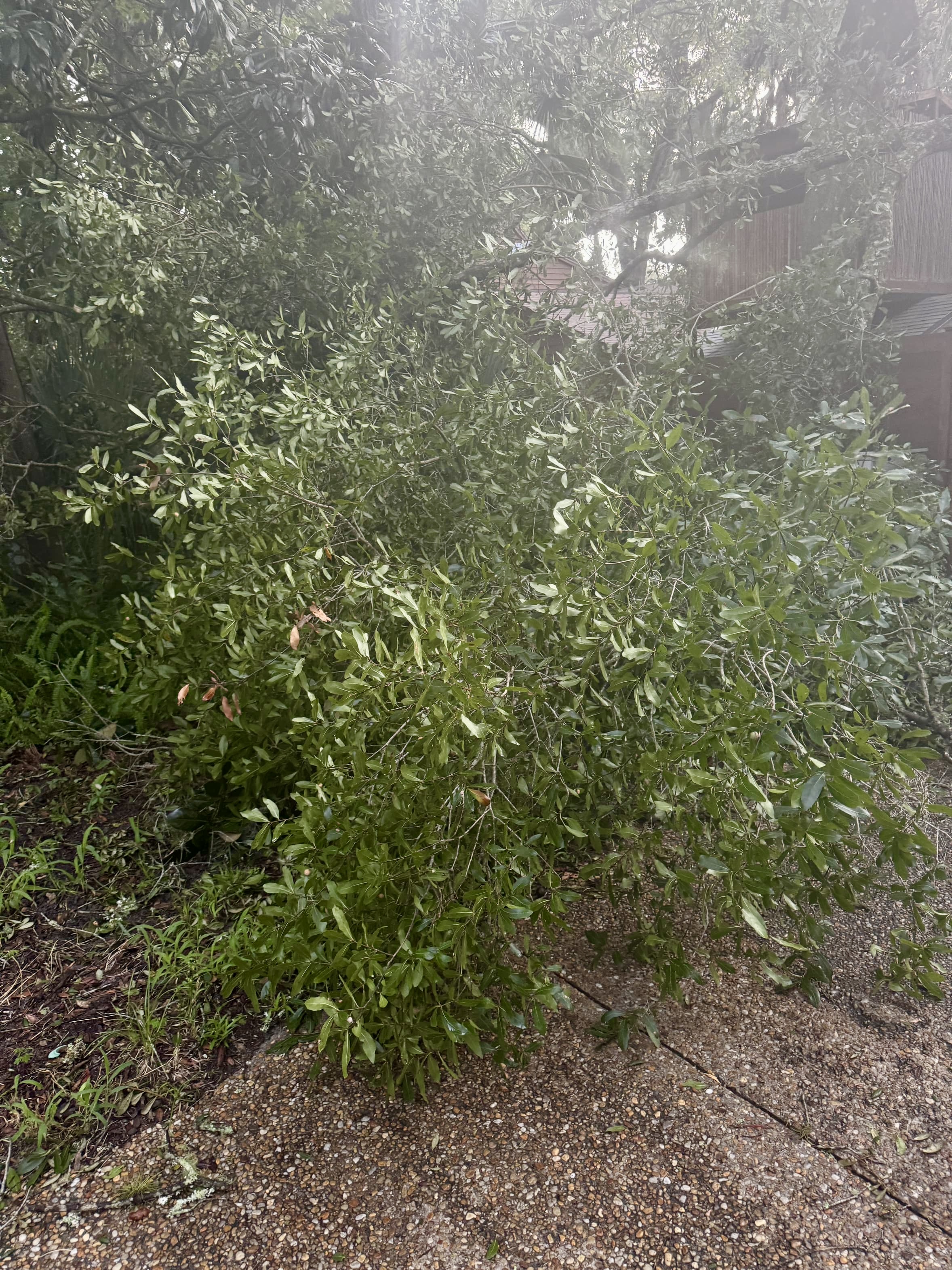 Hurricane Helene Causes a Mess in Atlantic Beach, but No Major Damage ...