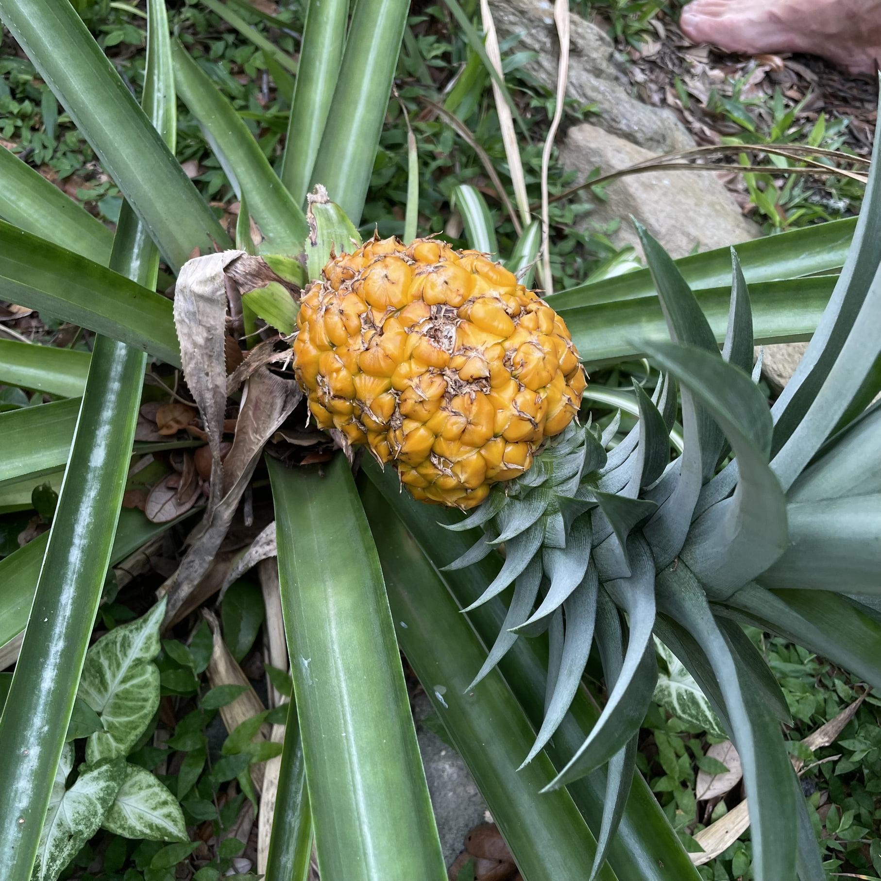 Growing Pineapples in Florida – Keane & Coastal