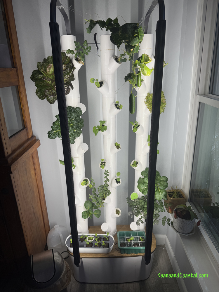 My Gardyn Review After One Year – Keane & Coastal