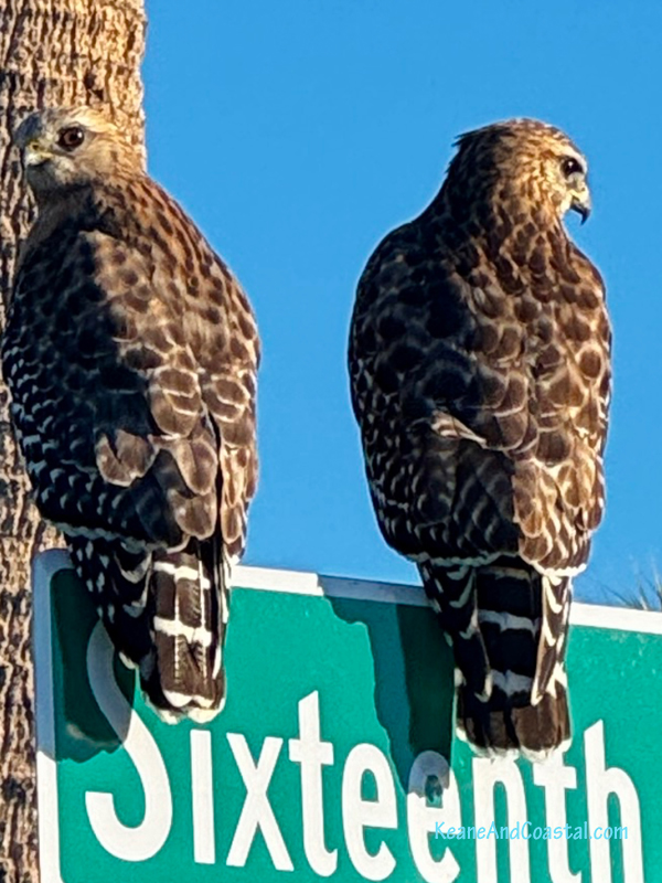 Red-Shouldered Hawks in Florida: A Familiar Forest Raptor – Keane & Coastal